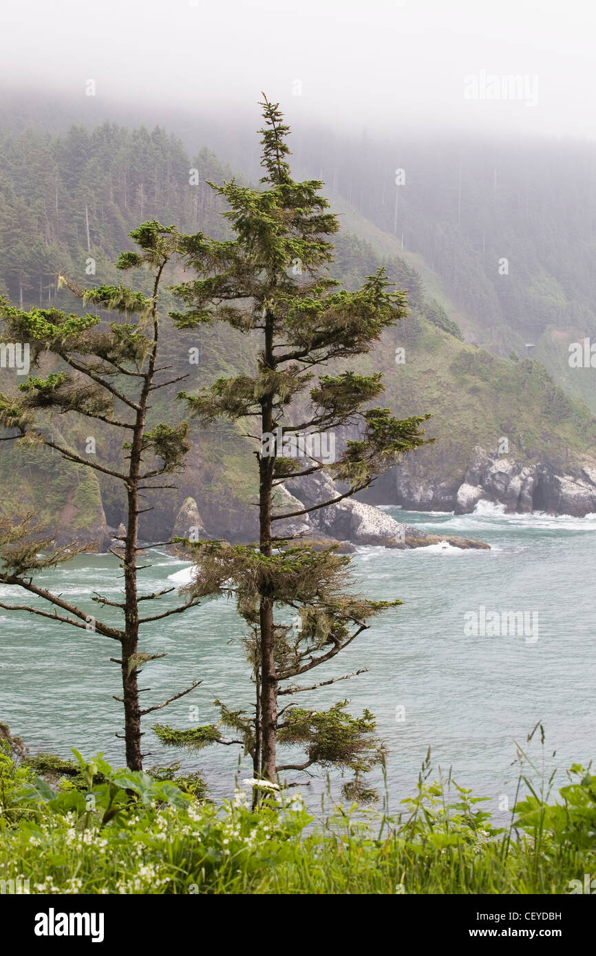 two trees on the edge over the ocean with a rocky coastline in the ...