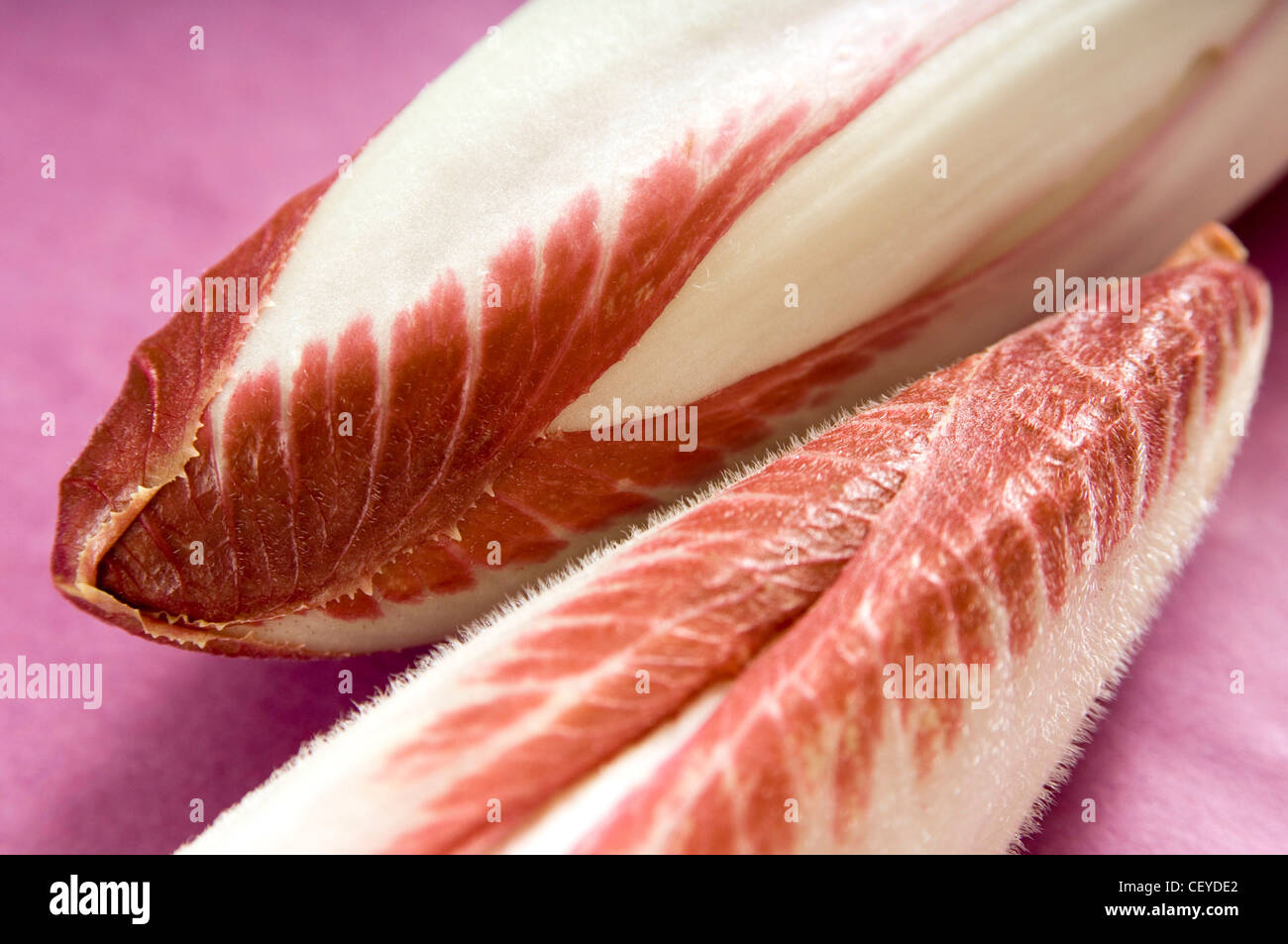 Two red endives on a purple background Stock Photo - Alamy
