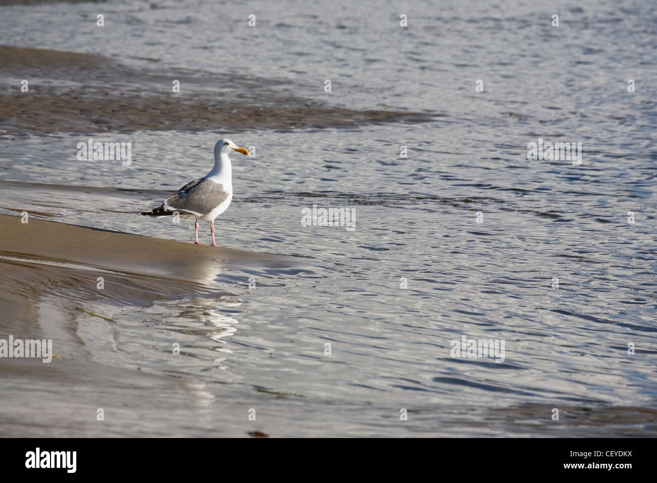 seagull standing in the shallow water along the shoreline of a beach ...