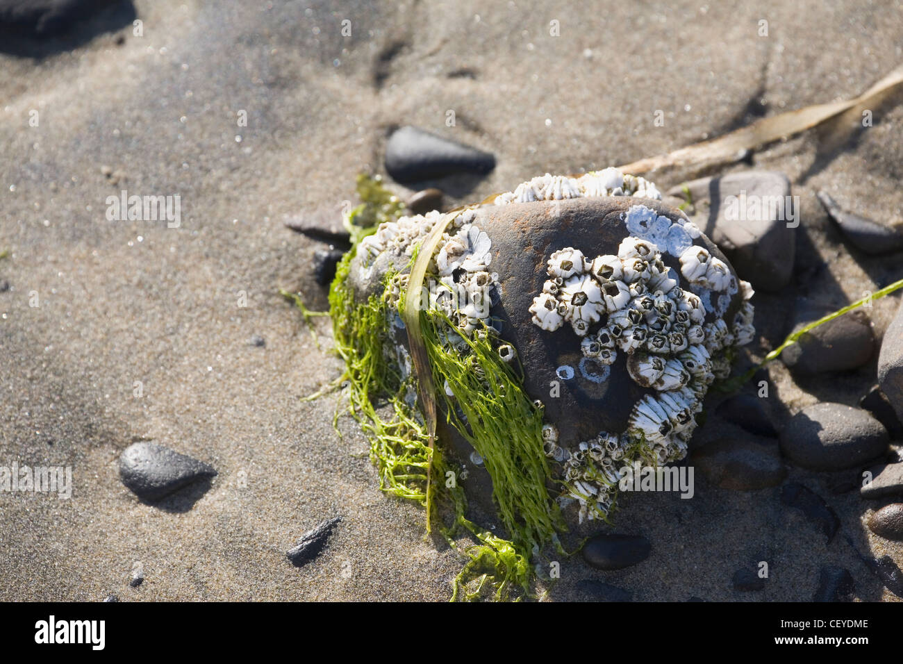 Barnacles and weeds hi-res stock photography and images - Alamy