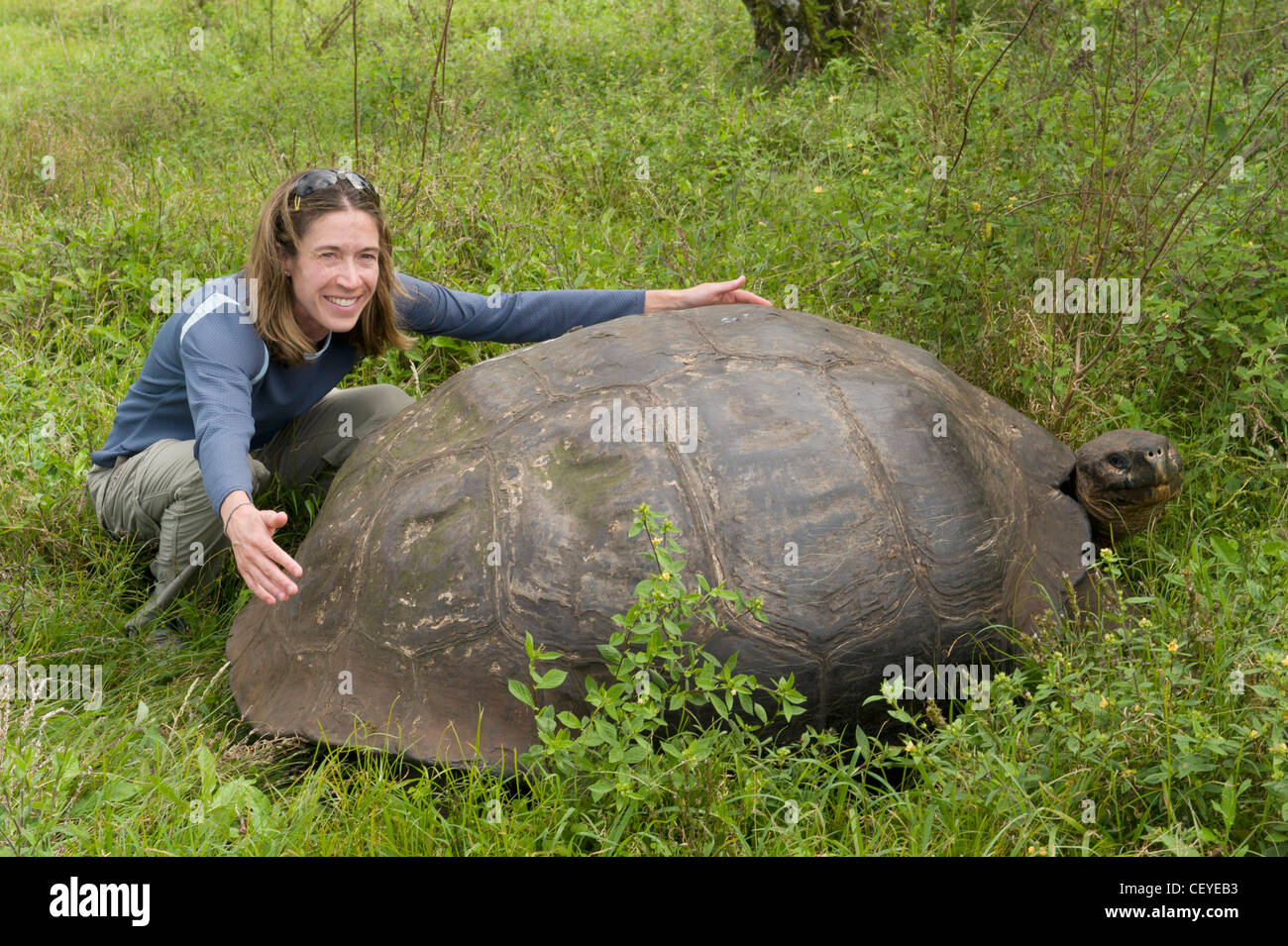 Giant Tortoise Shell