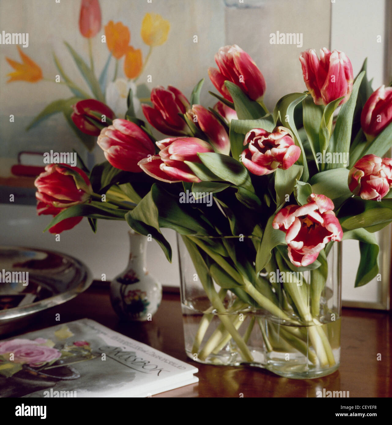 Tender Tulip Time Destiny tulips with deep pink petals and white edges ...