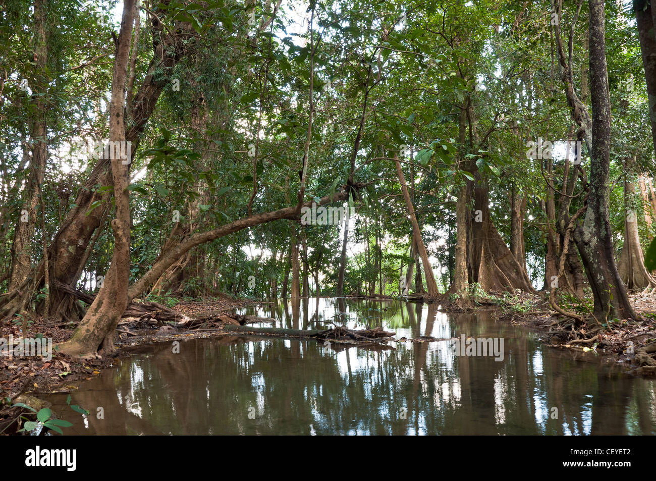 Water backwater green hi-res stock photography and images - Alamy
