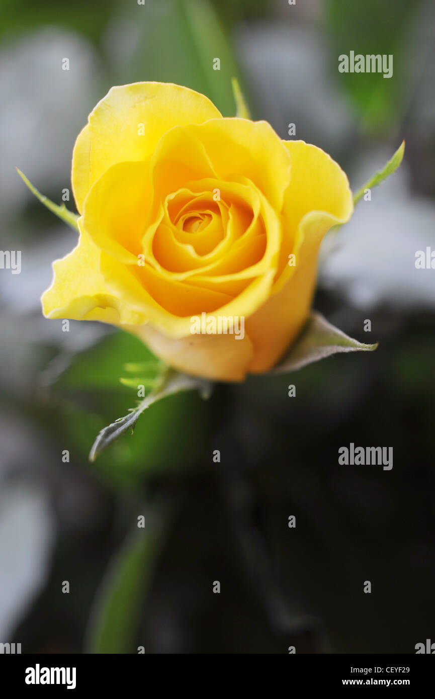A close up image of yellow rose flower Stock Photo - Alamy
