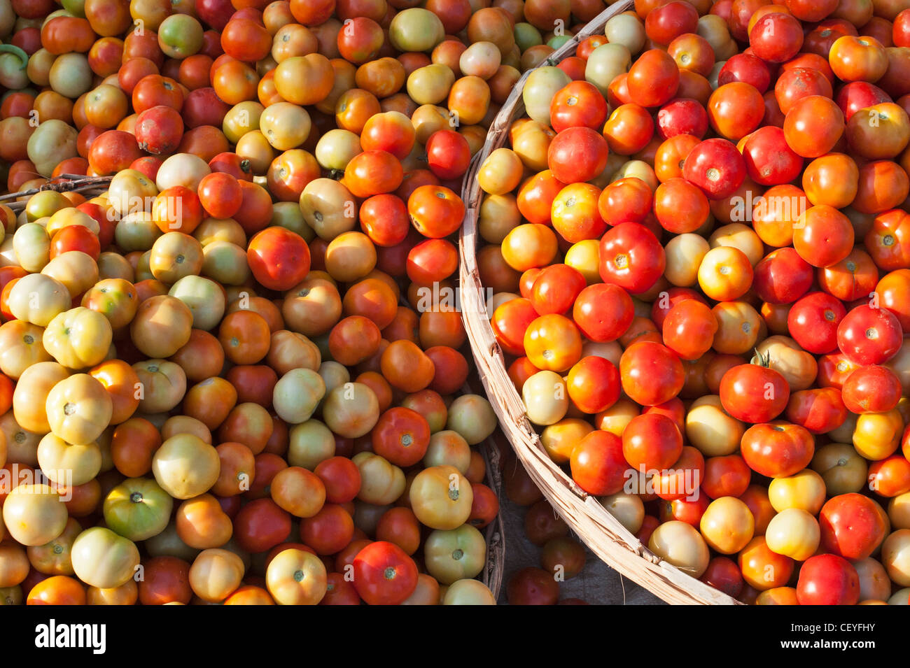 Indian tomato plant hi-res stock photography and images - Alamy