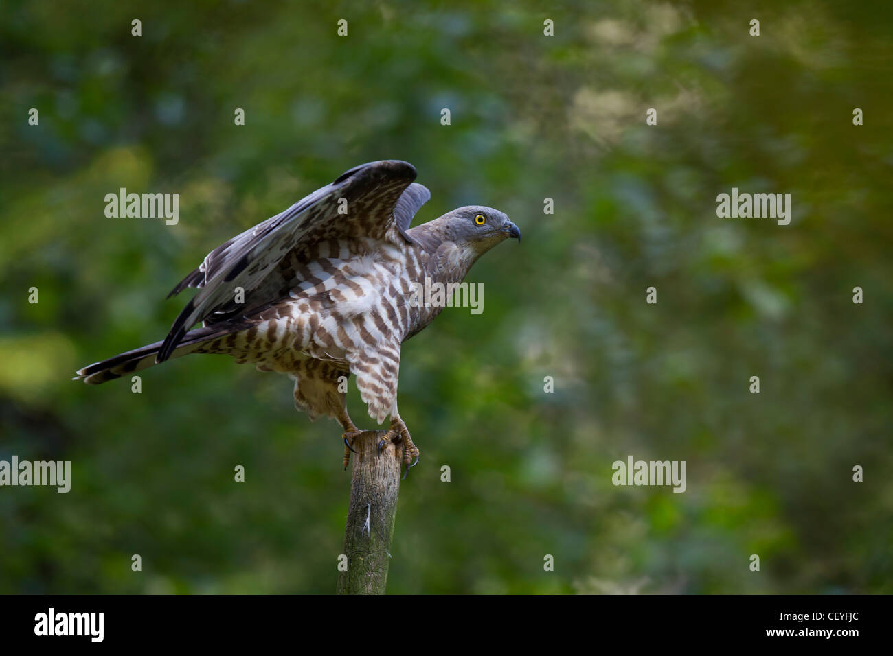 Wespenbussard, Pernis apivorus, European honey buzzard Stock Photo - Alamy
