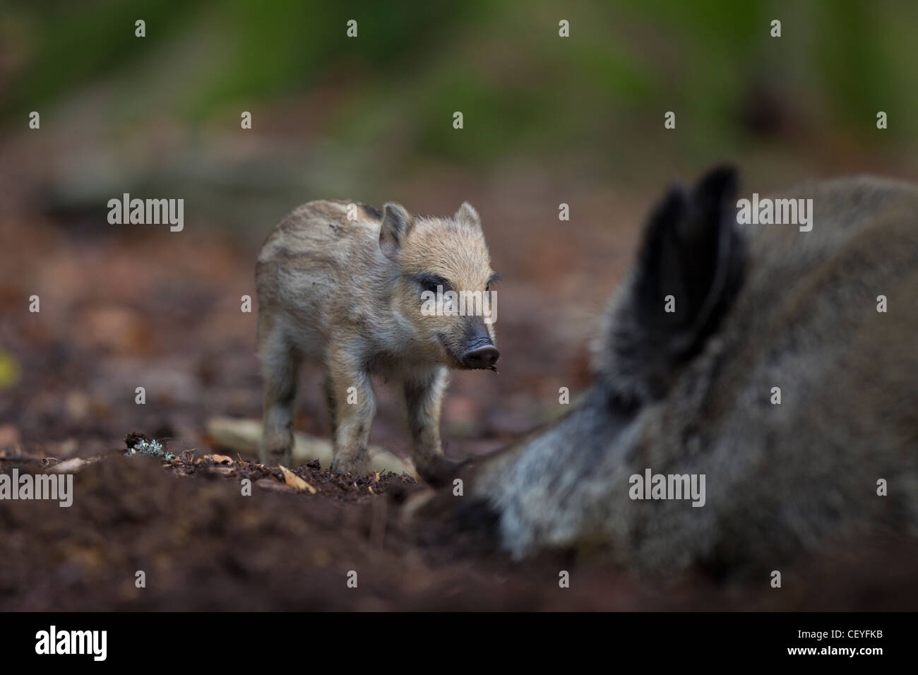 Wildschwein, Sus scrofa, wild boar Stock Photo - Alamy