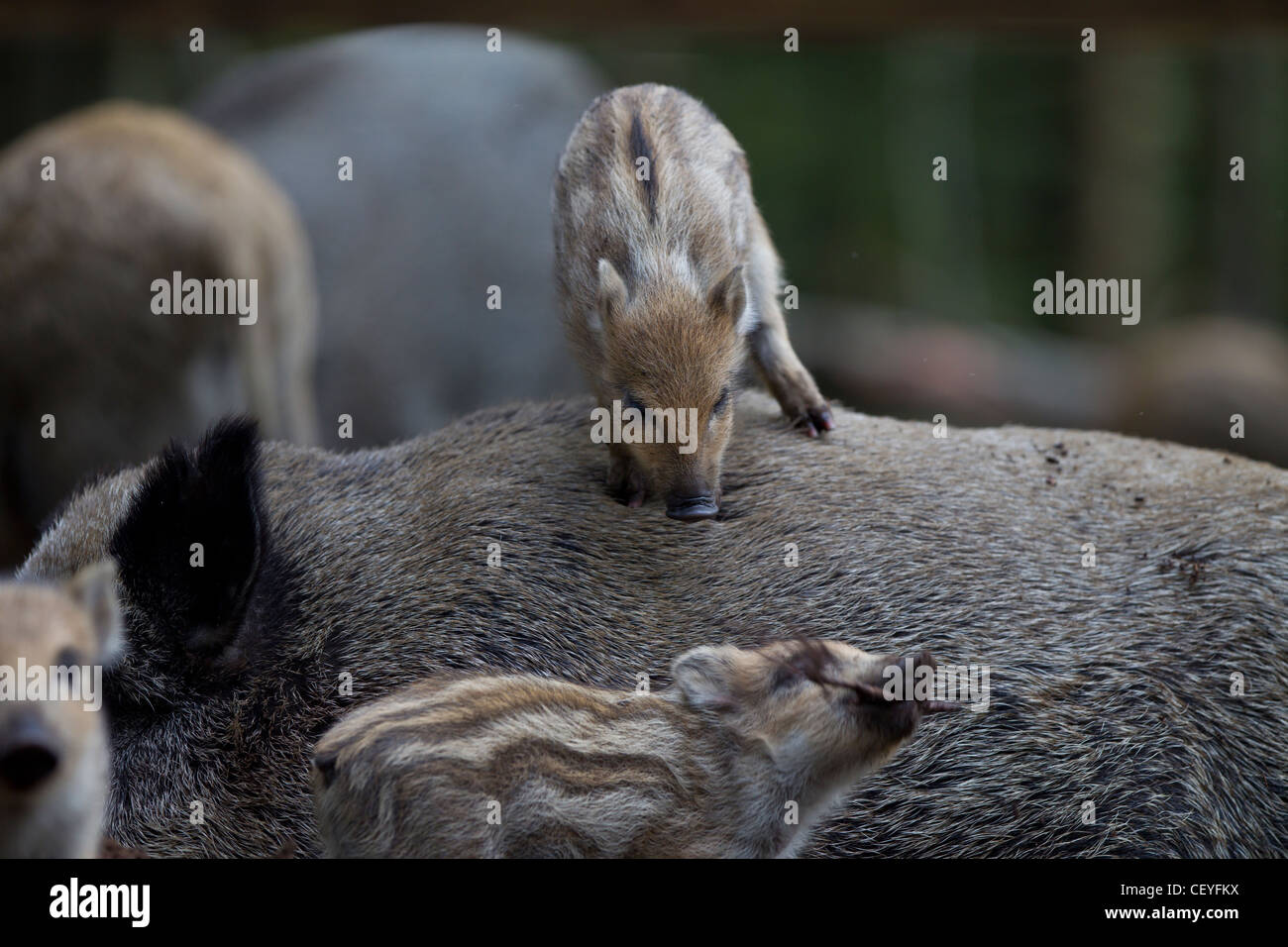 Wildschwein, Sus scrofa, wild boar Stock Photo - Alamy