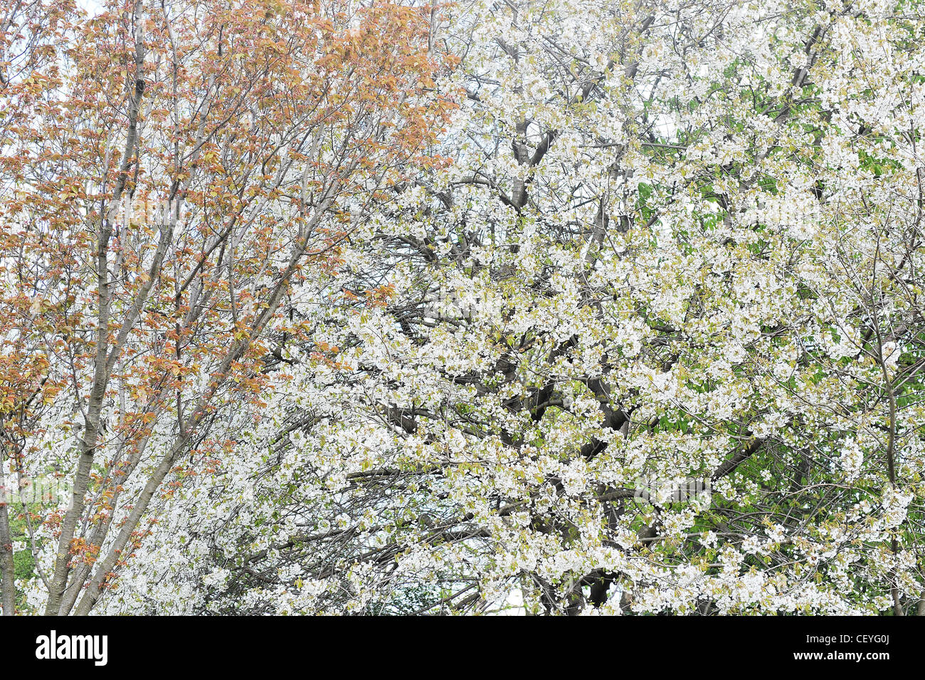 Crown canopies hi-res stock photography and images - Alamy