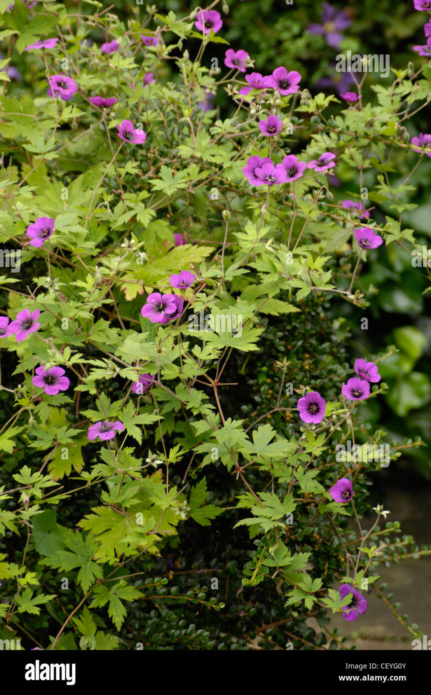Geranium ann folkard hi-res stock photography and images - Alamy