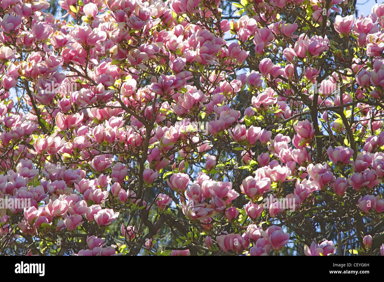 Image of a beautiful magnolia tree-interesting natural background Stock ...