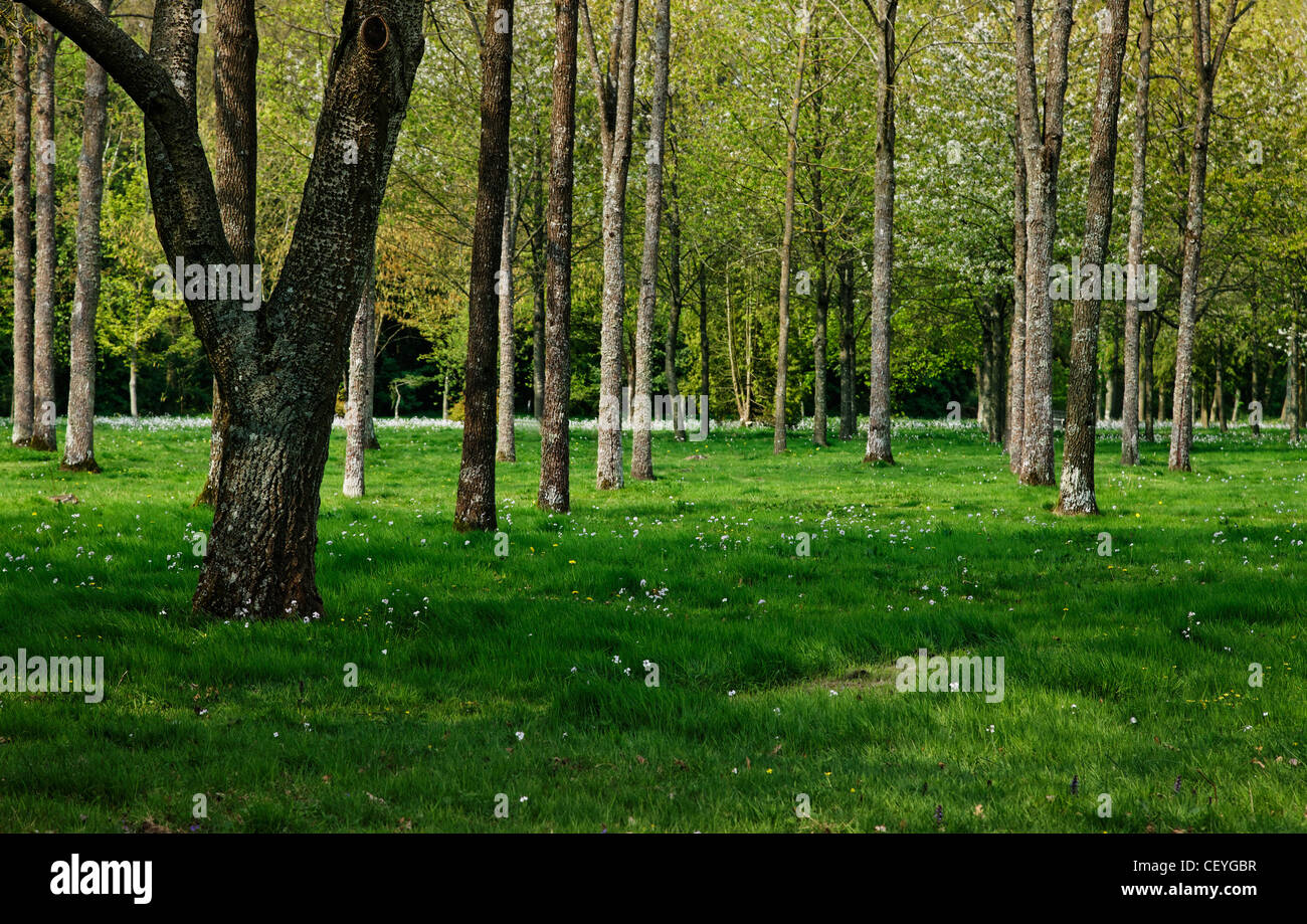 Beautiful green forest in spring Stock Photo - Alamy