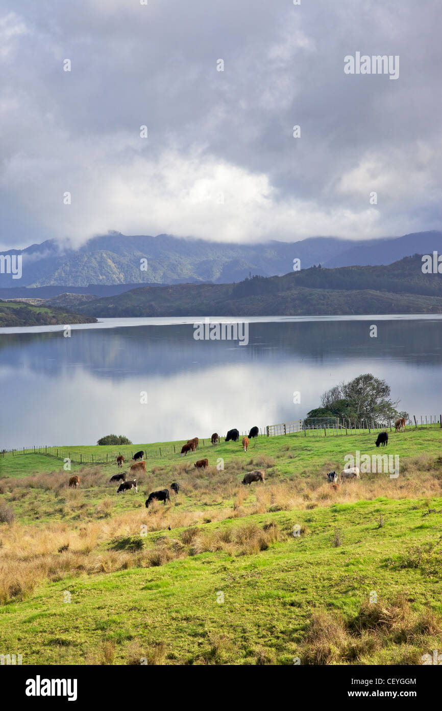 Meadow at Hokianga Harbour, North Island, New Zealand Stock Photo - Alamy