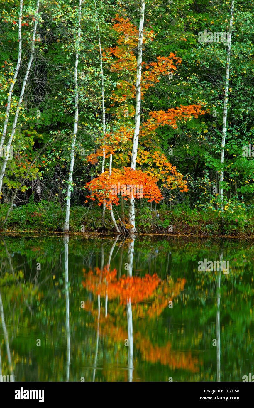 Birch maple trees fall autumn colour hi-res stock photography and ...