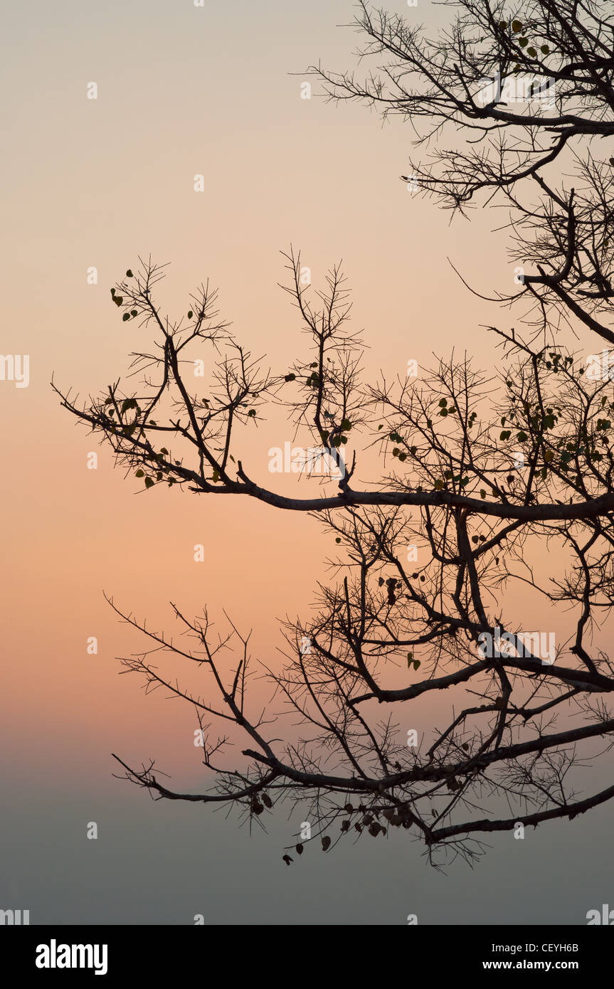 Branches in layers hi-res stock photography and images - Alamy