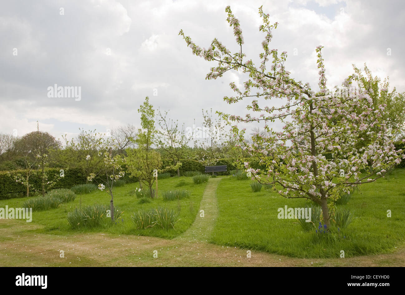 The Moat Garden The orchard with apple trees in blossom Stock Photo - Alamy