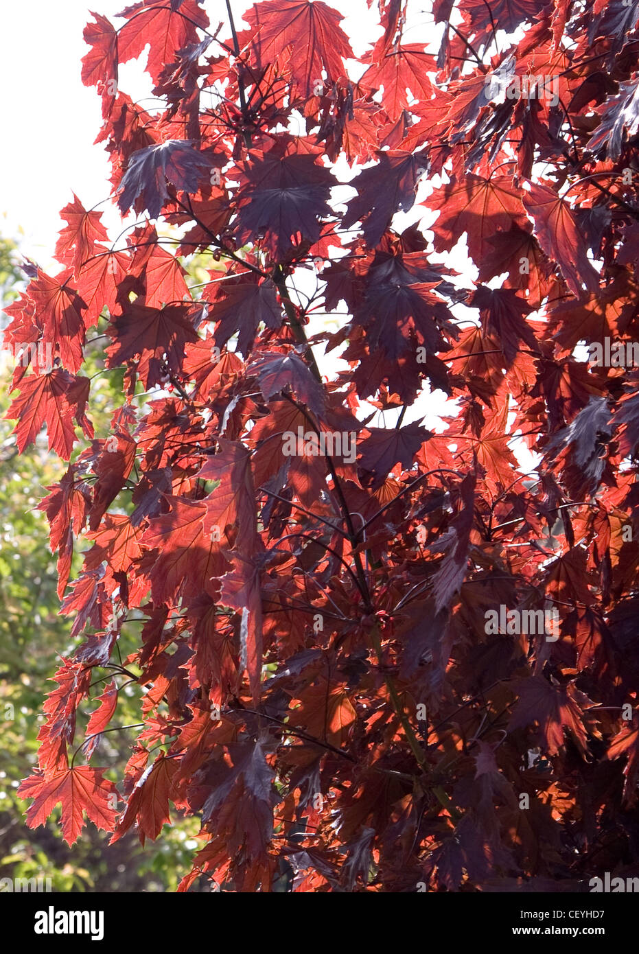 Large acer trees hi-res stock photography and images - Alamy