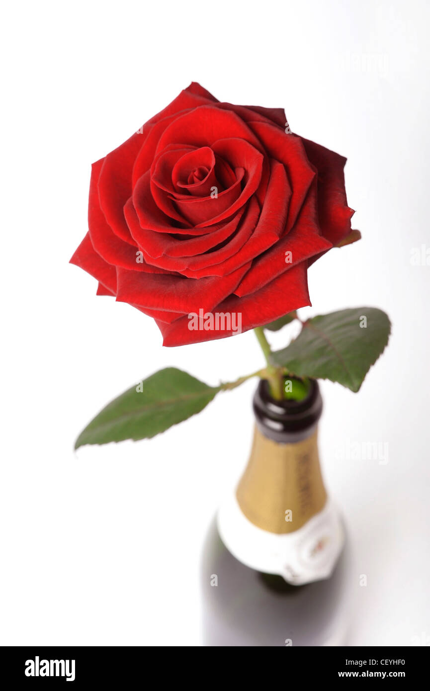 Still life image of a red rose in a Champagne bottle Stock Photo - Alamy