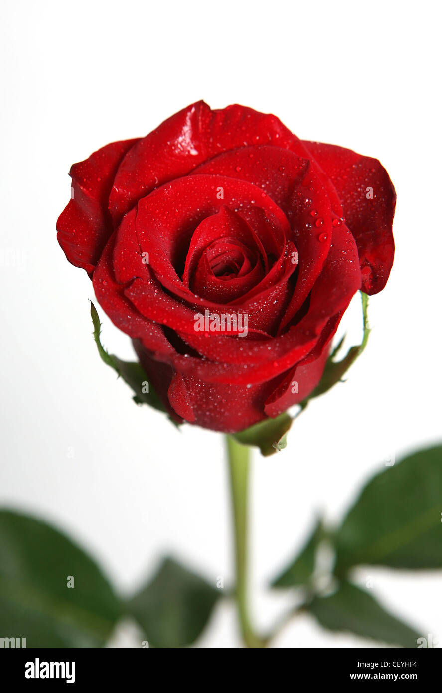 A still life image of a single red rose Stock Photo - Alamy