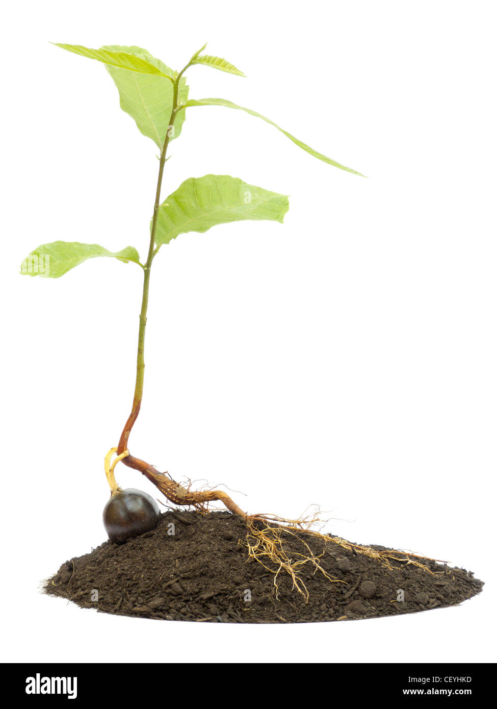 Chestnut tree sapling Cut Out Stock Images & Pictures - Alamy