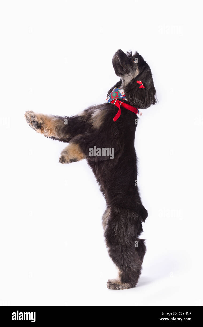 black cocker spaniel with golden boots on a white studio background; st ...
