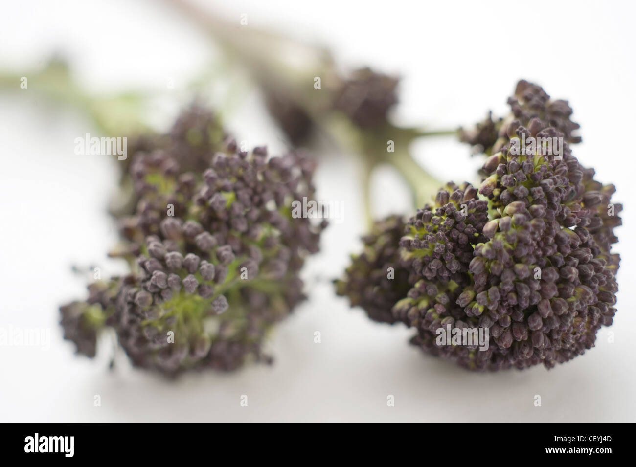 A still life image of Two purple broccoli florets Stock Photo - Alamy