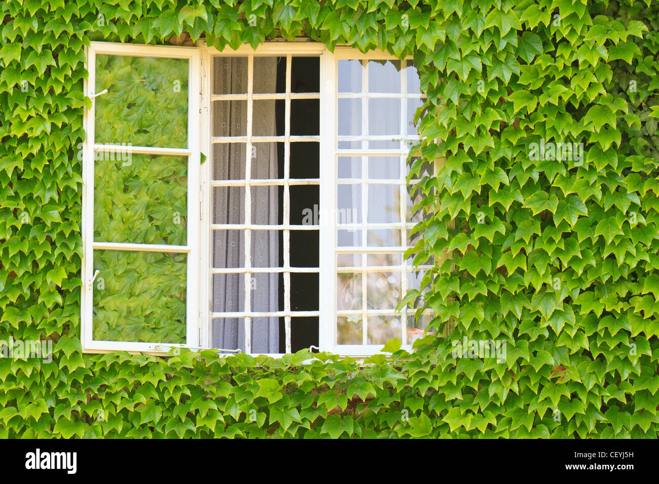 Evergreen foliage surrounding a windows on an ivy covered wall Stock ...