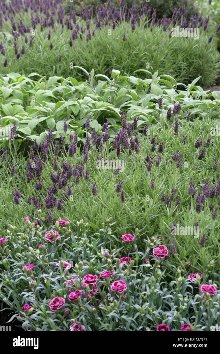 Patrick collins hi-res stock photography and images - Alamy