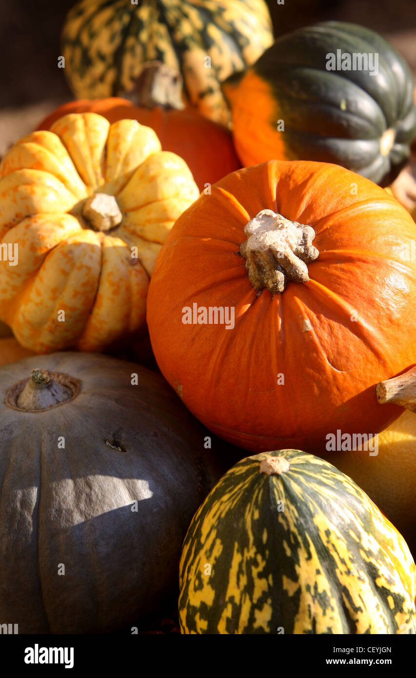 Different varieties of pumpkins Stock Photo - Alamy
