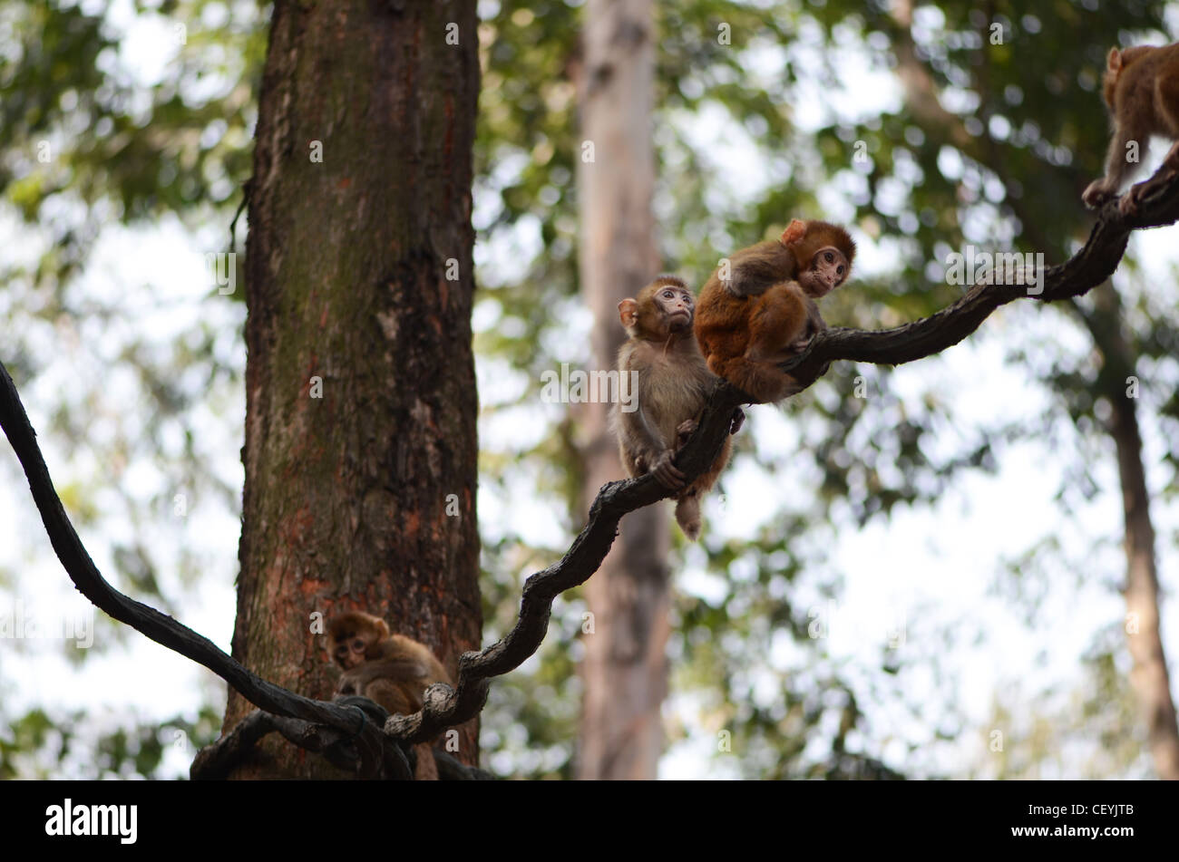 macaques climb tree Stock Photo - Alamy