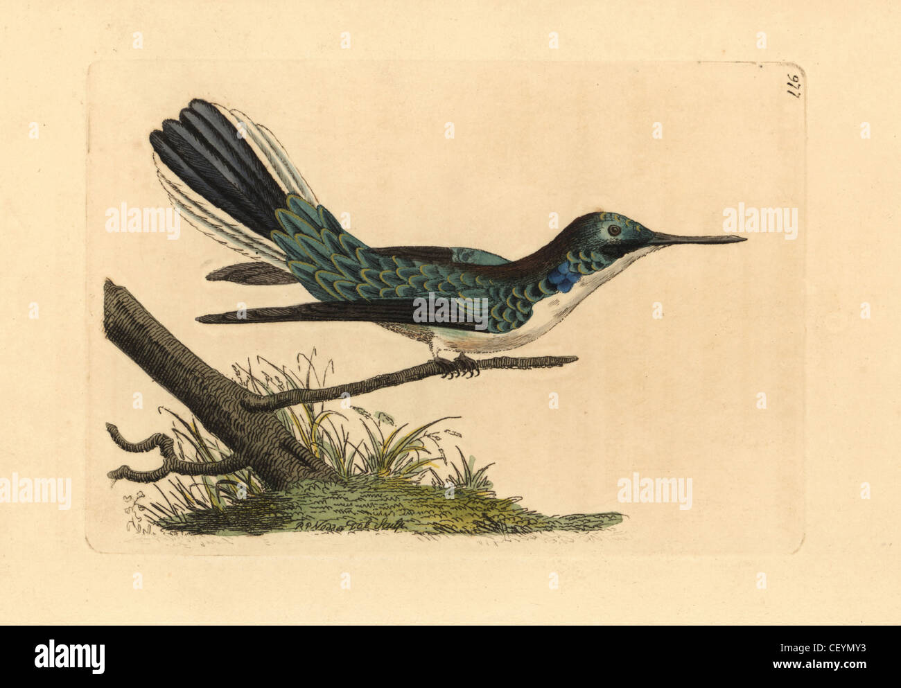 Black-eared fairy hummingbird, Heliothryx aurita Stock Photo - Alamy