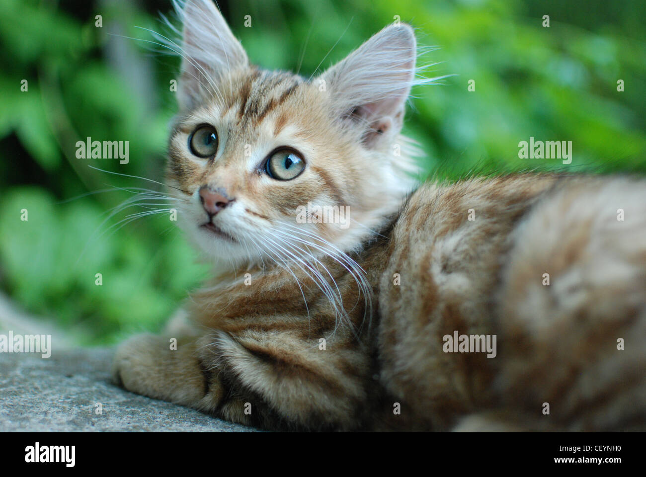 Cement tabby hi-res stock photography and images - Alamy