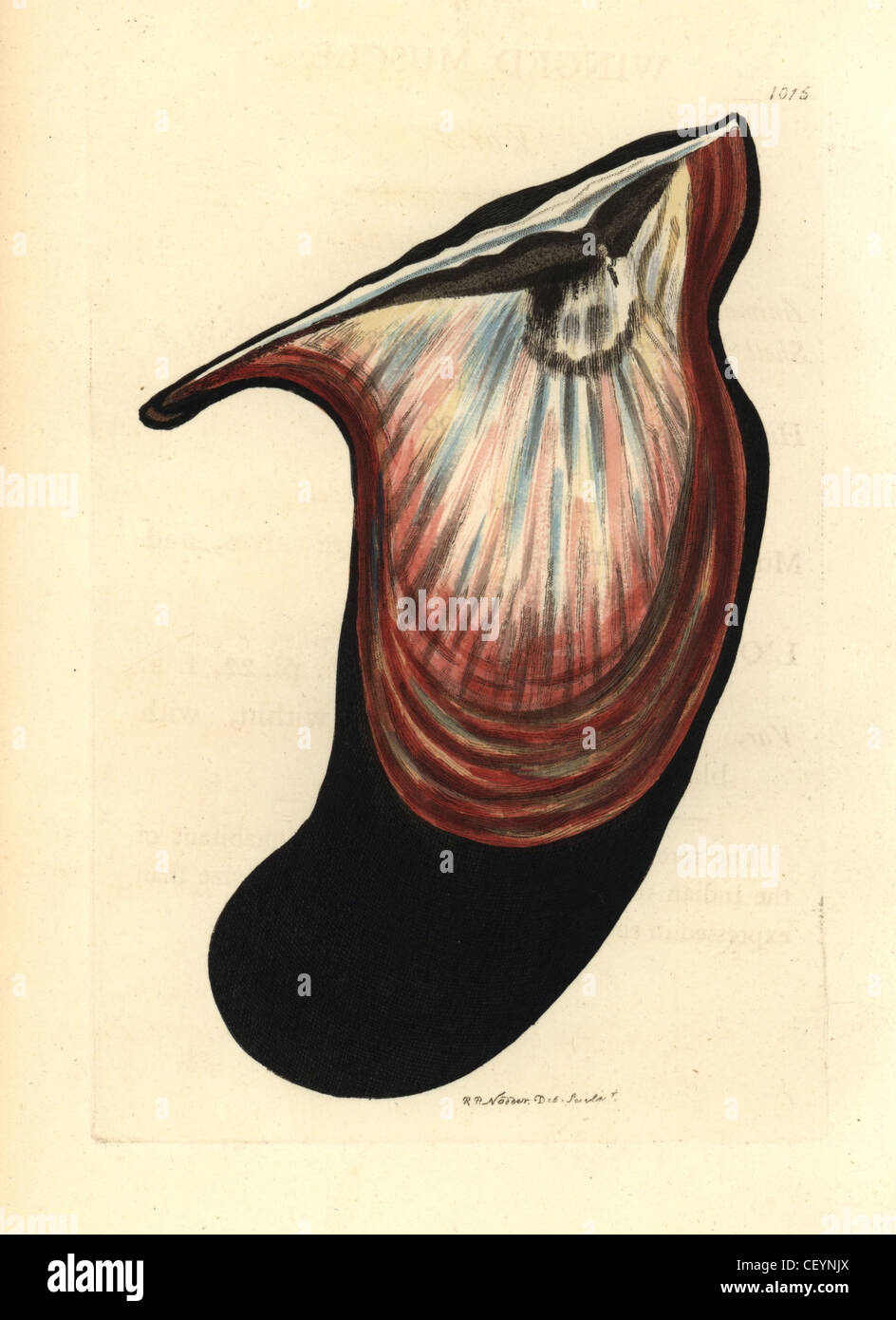 Wing oyster, Pteria hirundo Stock Photo - Alamy
