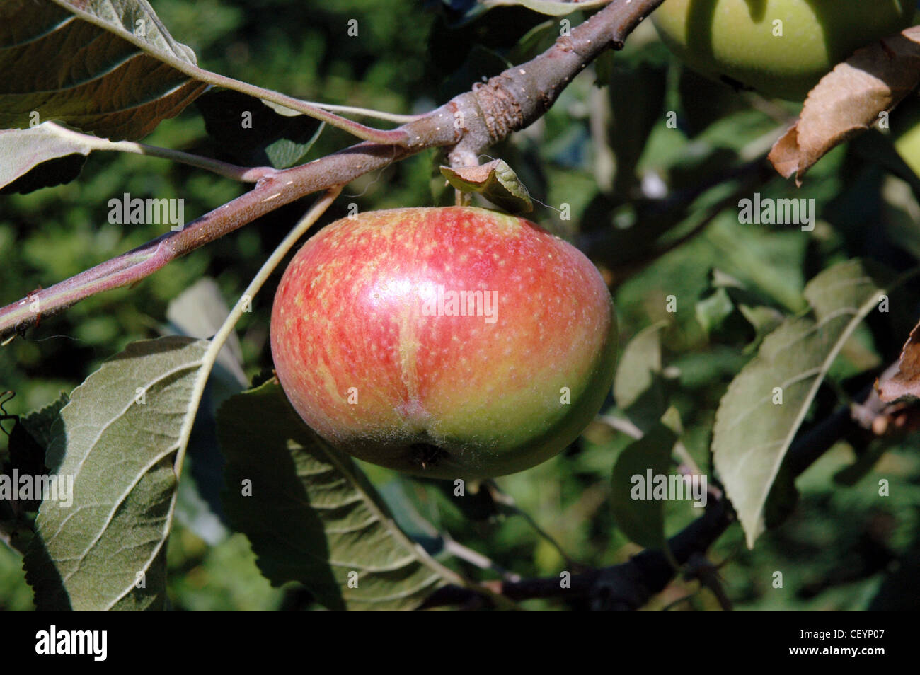 Red eating apple growing on a tree Stock Photo - Alamy