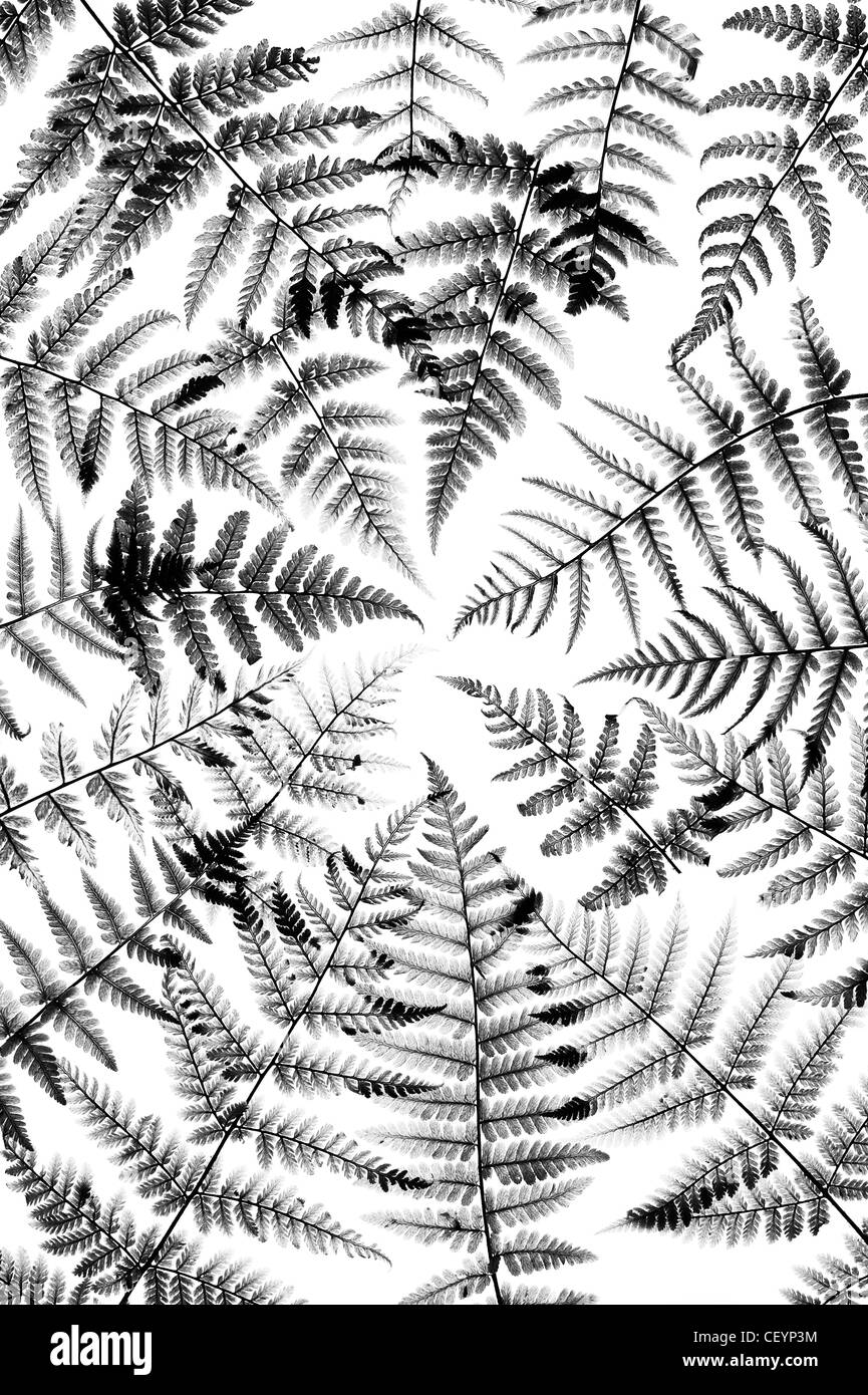 Leaf foliage botany frond Black and White Stock Photos & Images - Alamy