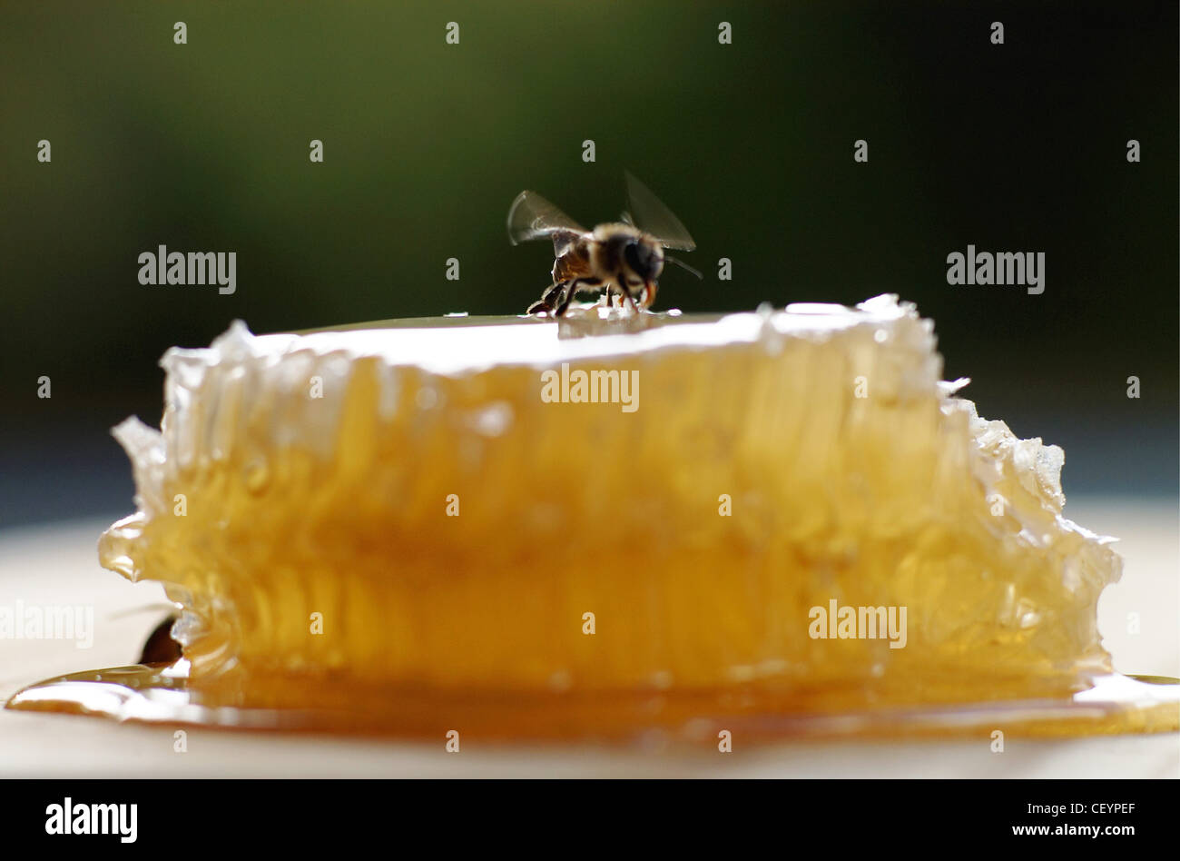 Nectar of the gods hi-res stock photography and images - Alamy