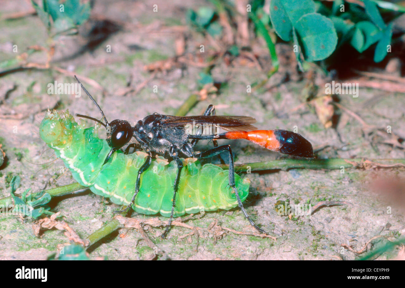 Red-banded or Red-belted Sand Wasp, Ammophila sabulosa. Carrying a ...