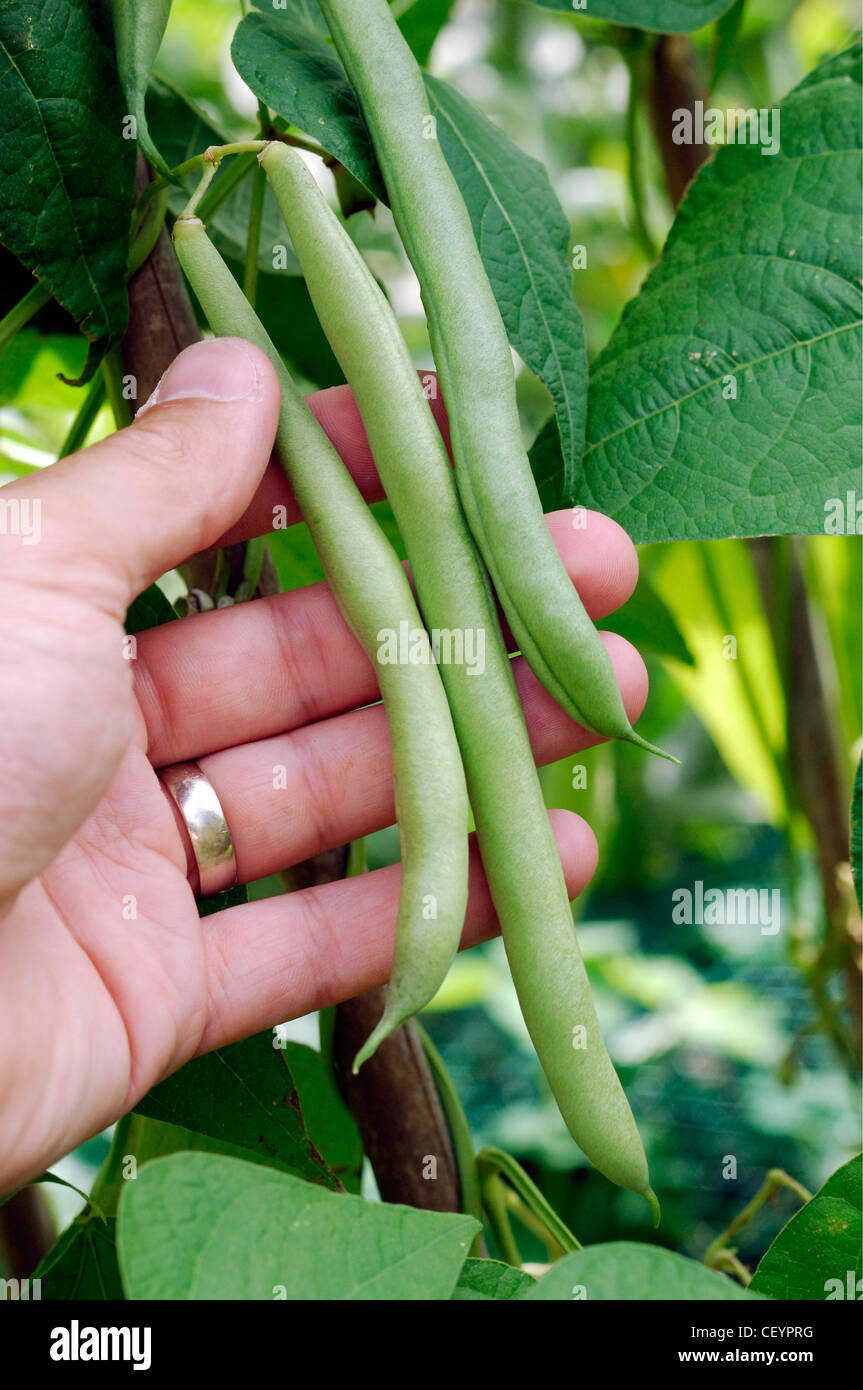 Growing french beans hi-res stock photography and images - Alamy
