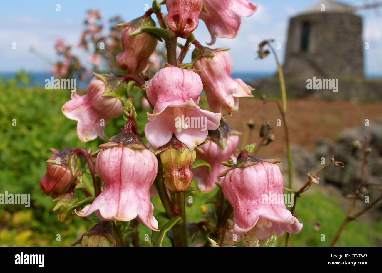 Azorina vidalii hi-res stock photography and images - Alamy