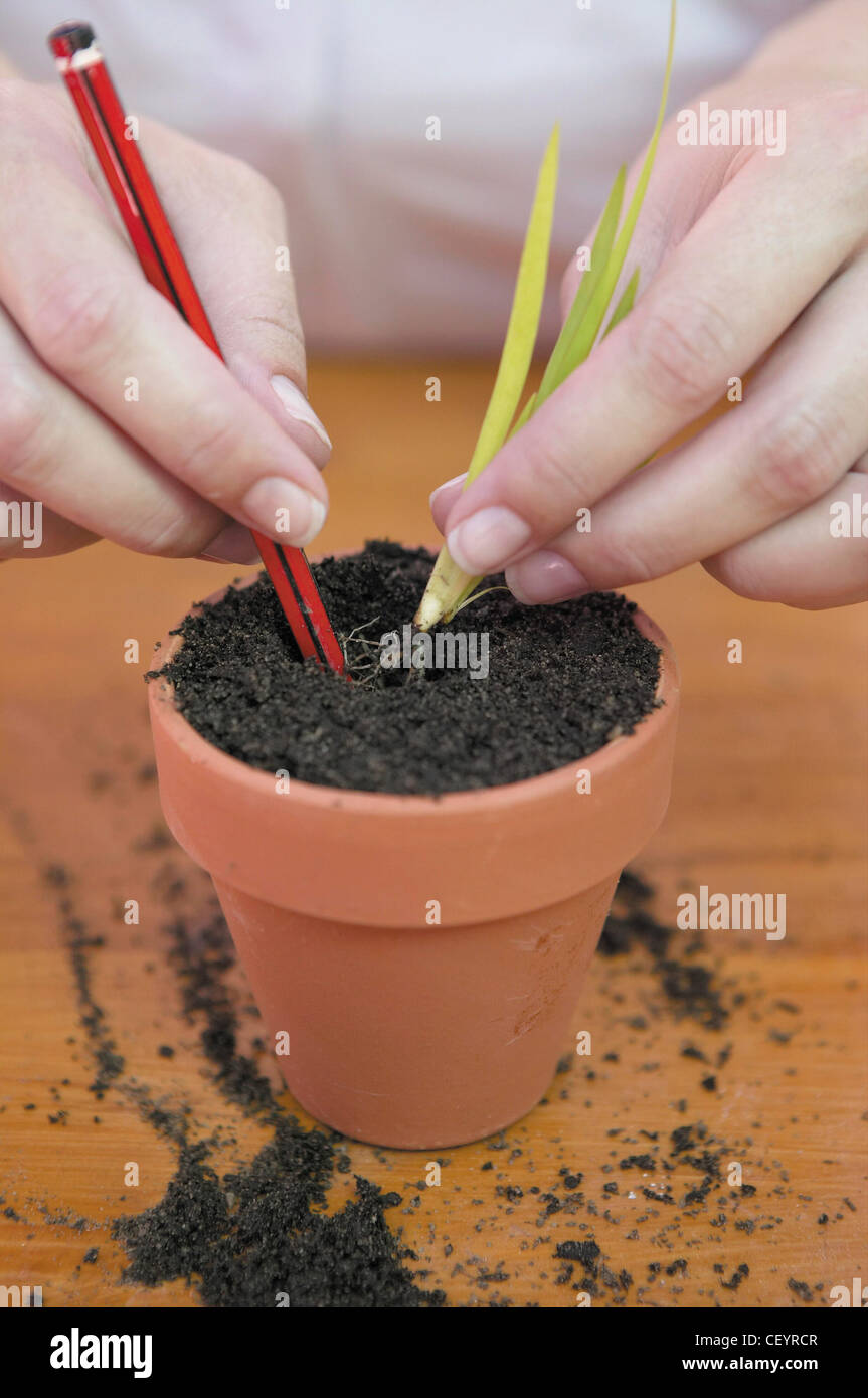 Potting Ideas Crop of female hands planting a seedling in a small plant ...
