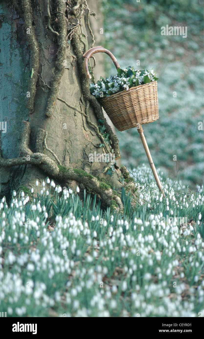 Flurries of Snowdrops The British native snowdrop (Galanthus nivalis ...