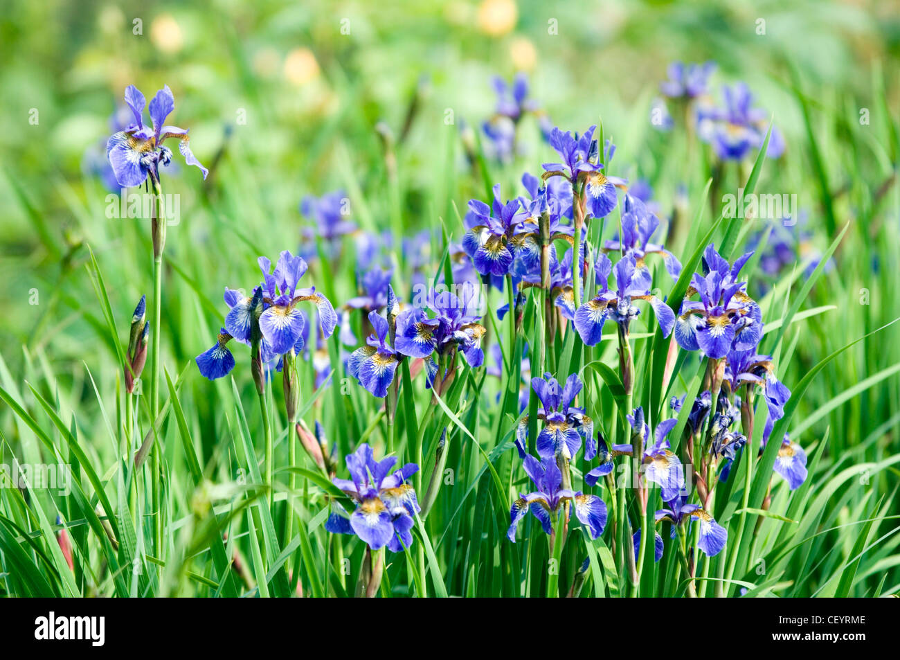 Blue Iris flowers Stock Photo - Alamy