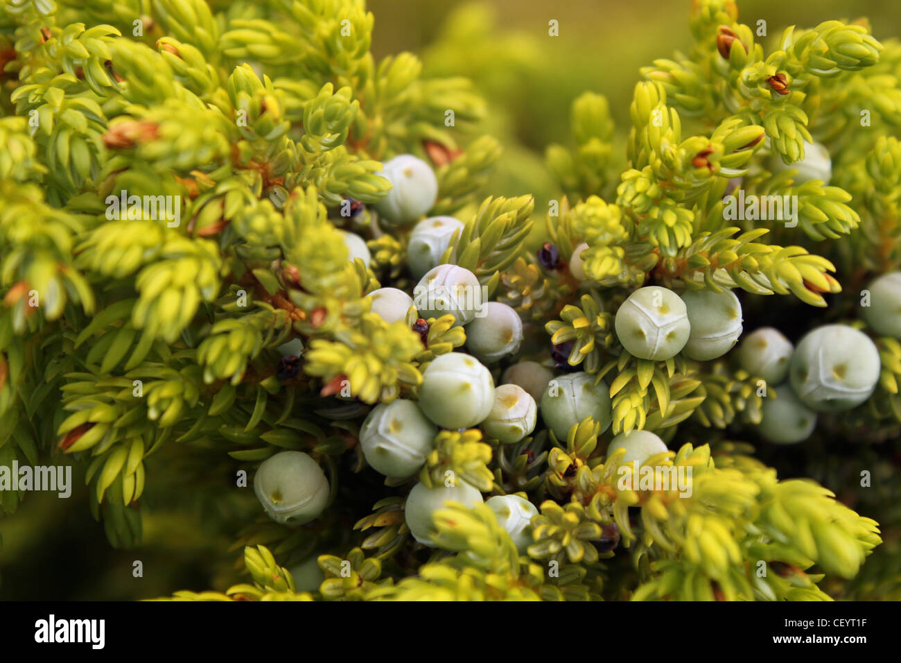 Juniperus brevifolia hi-res stock photography and images - Alamy