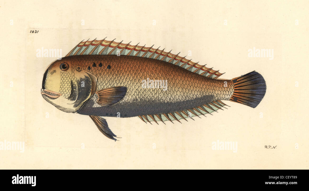 Five-finger wrasse, Iniistius pentadactylus Stock Photo - Alamy