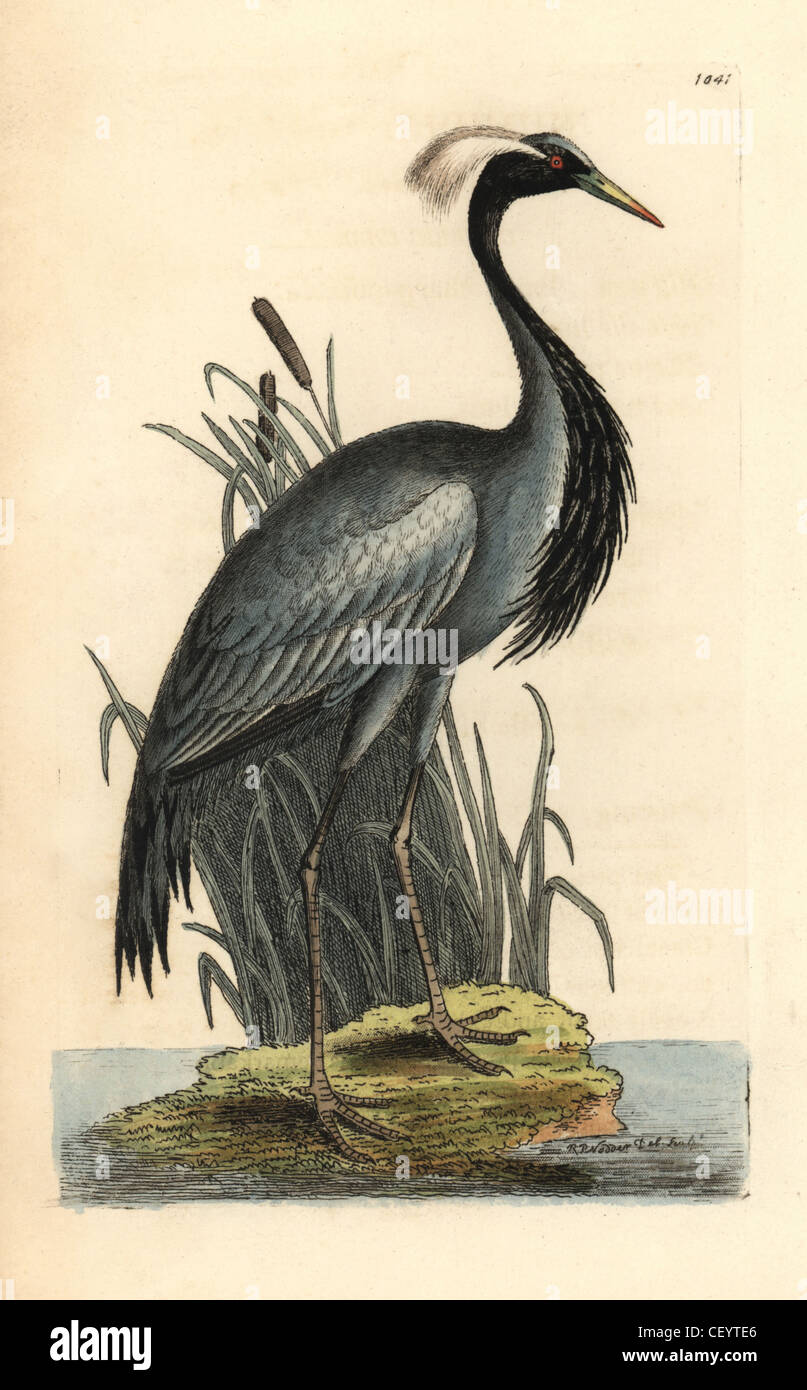 Ameranthropoides Loysi