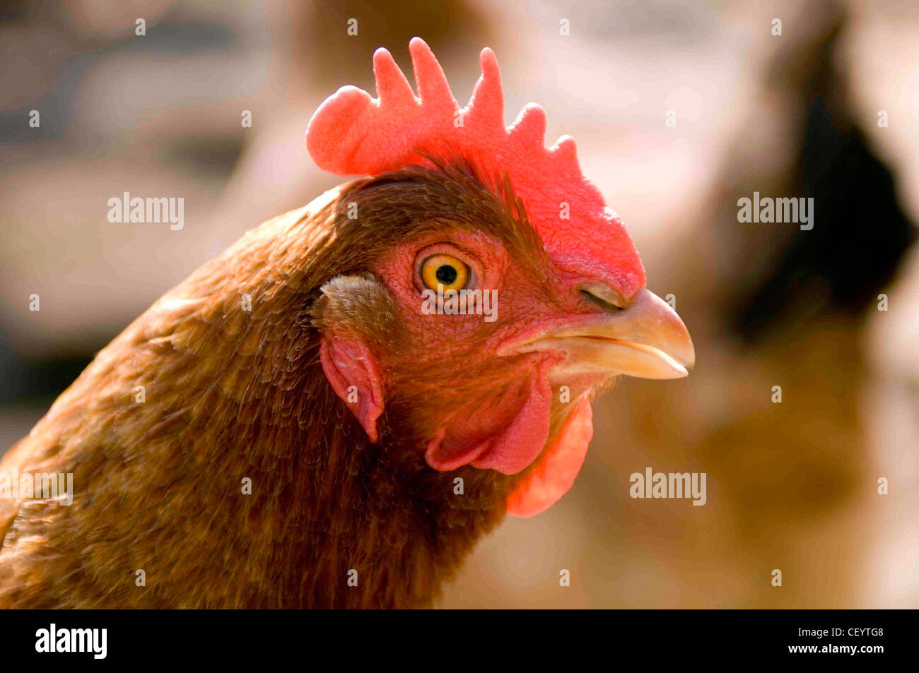 Chicken in a chicken run Stock Photo - Alamy