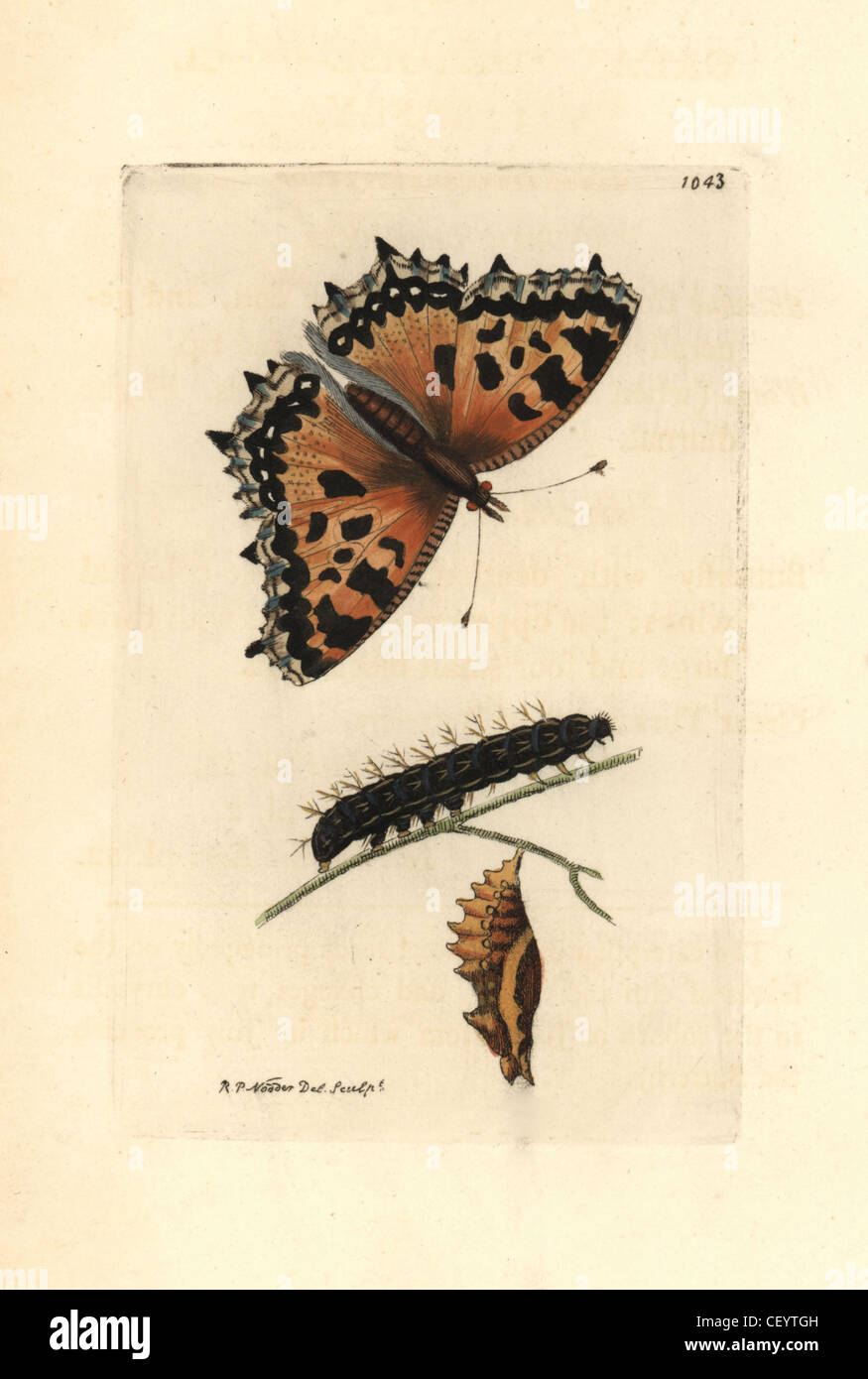 Large tortoiseshell butterfly, Nymphalis polychloros Stock Photo - Alamy