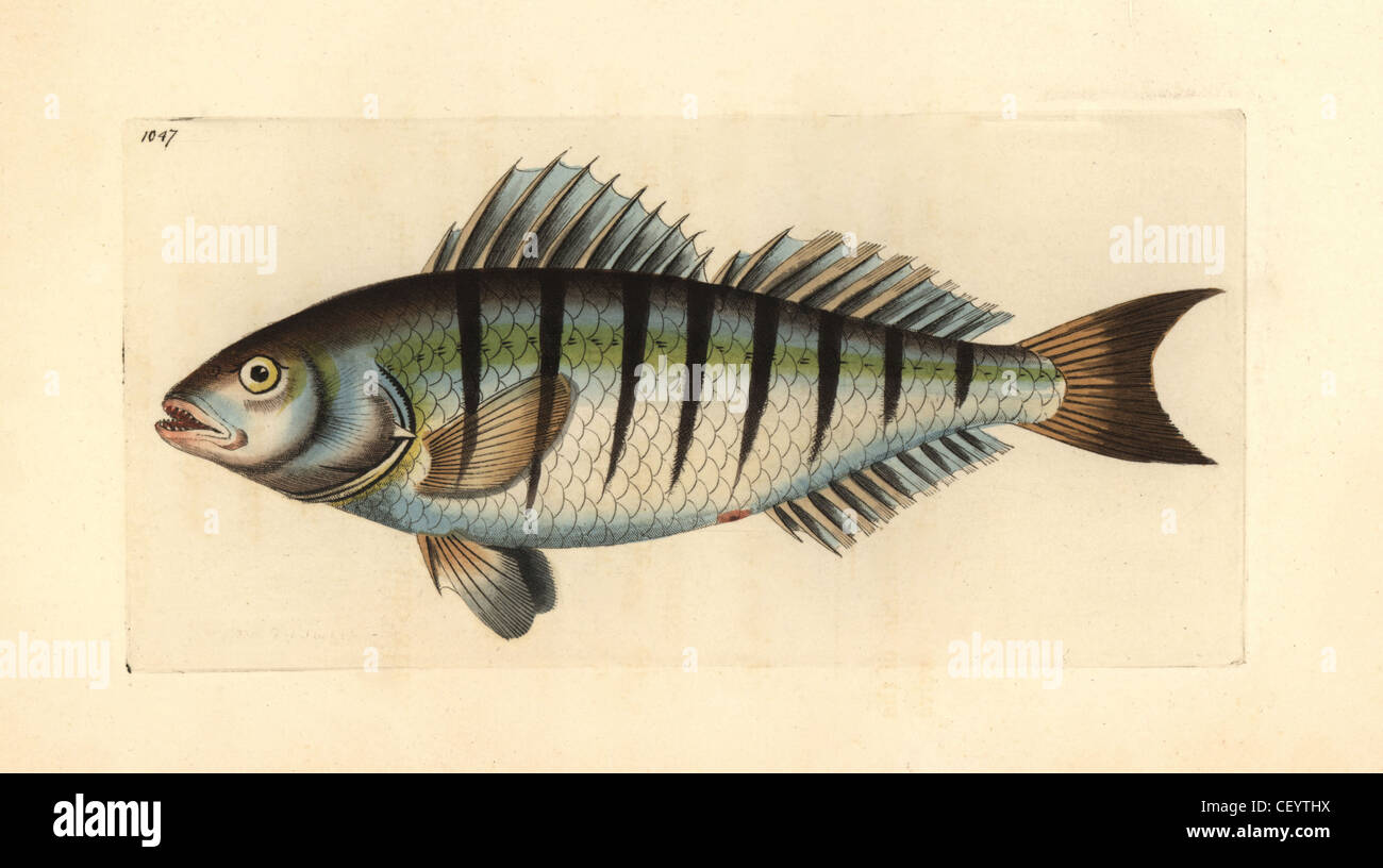 Barred grunt, Conodon nobilis Stock Photo - Alamy