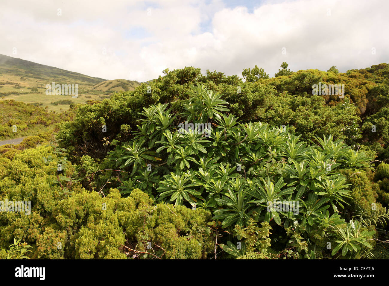 Endemic azores plant hi-res stock photography and images - Alamy