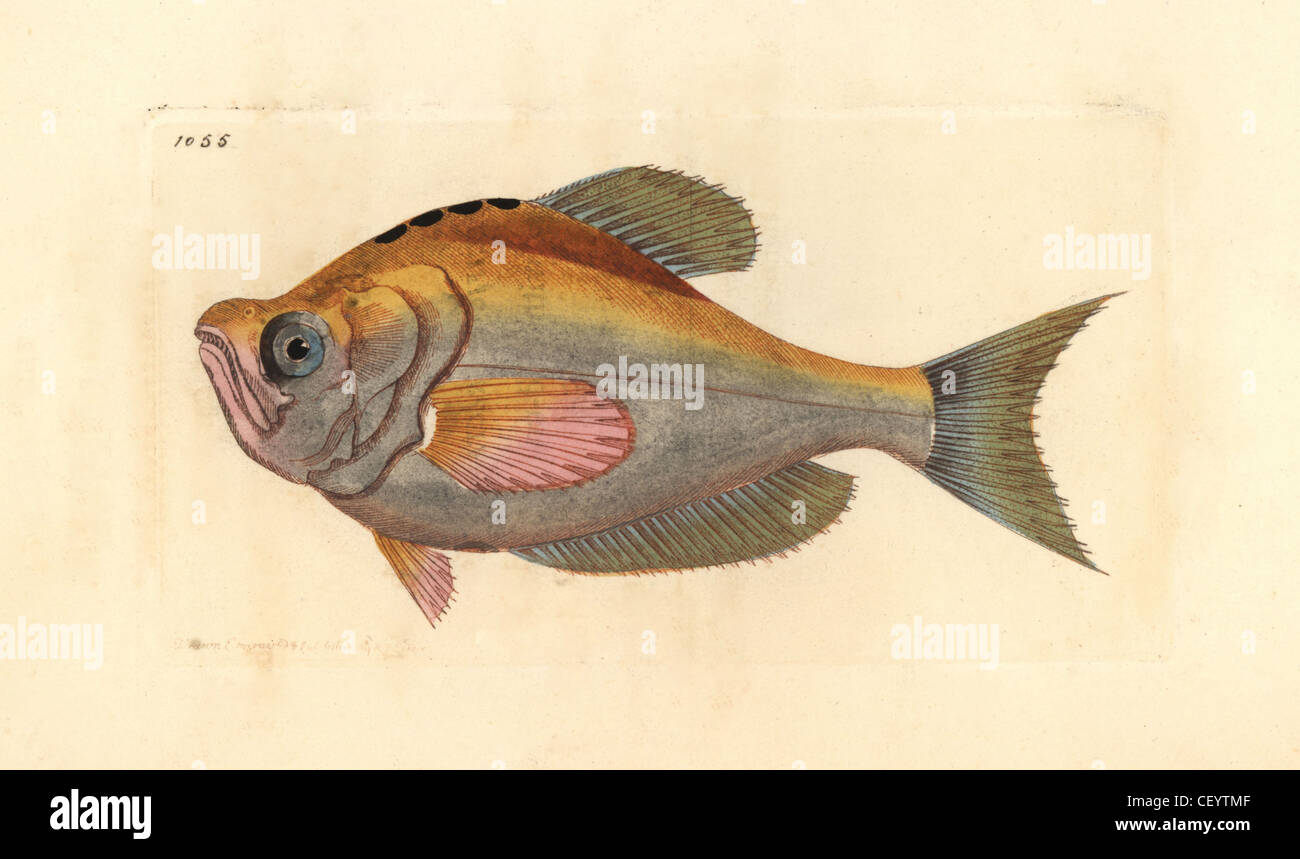 Kurtus hi-res stock photography and images - Alamy